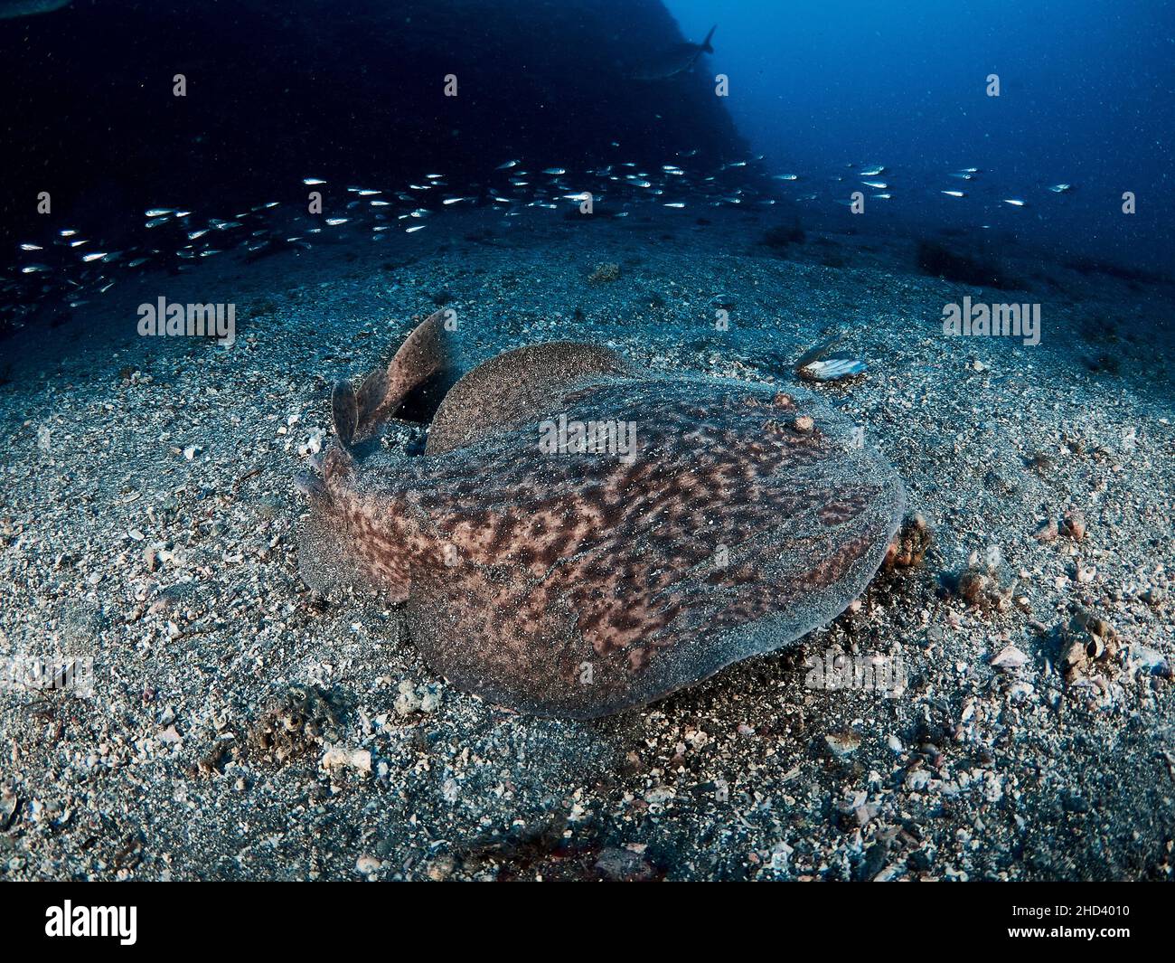 Electric ray (Torpedo marmorata) swimming in the mediterranean sea ...