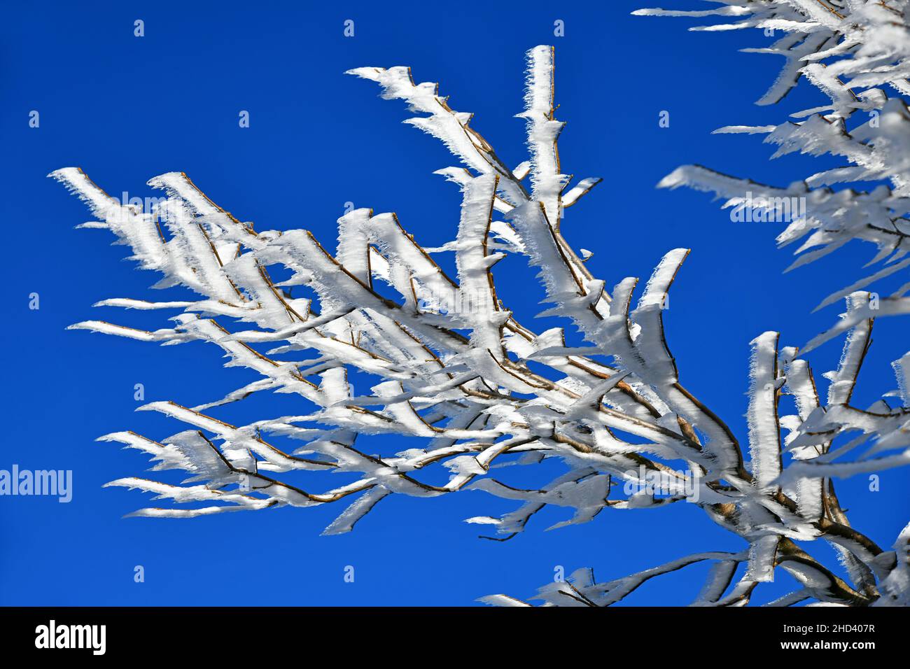 wonderful icy trees in winter Stock Photo - Alamy