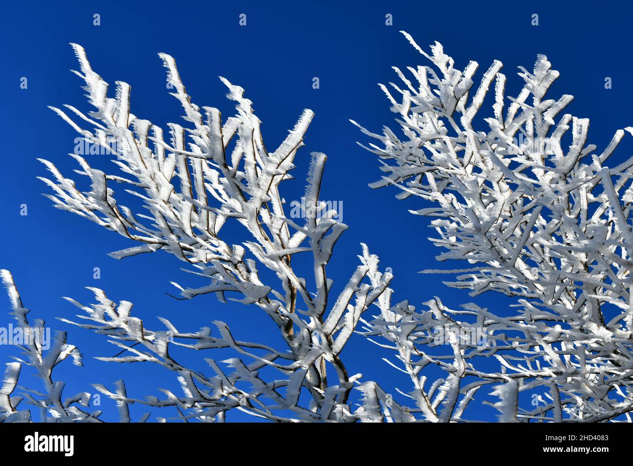 wonderful icy trees in winter Stock Photo - Alamy