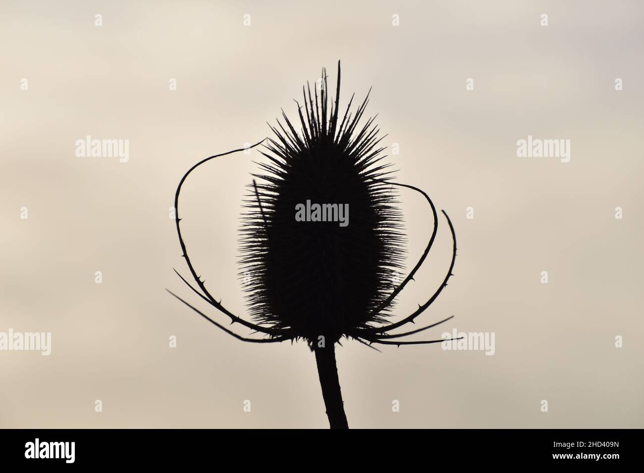 Seeds and seed head hi-res stock photography and images - Alamy