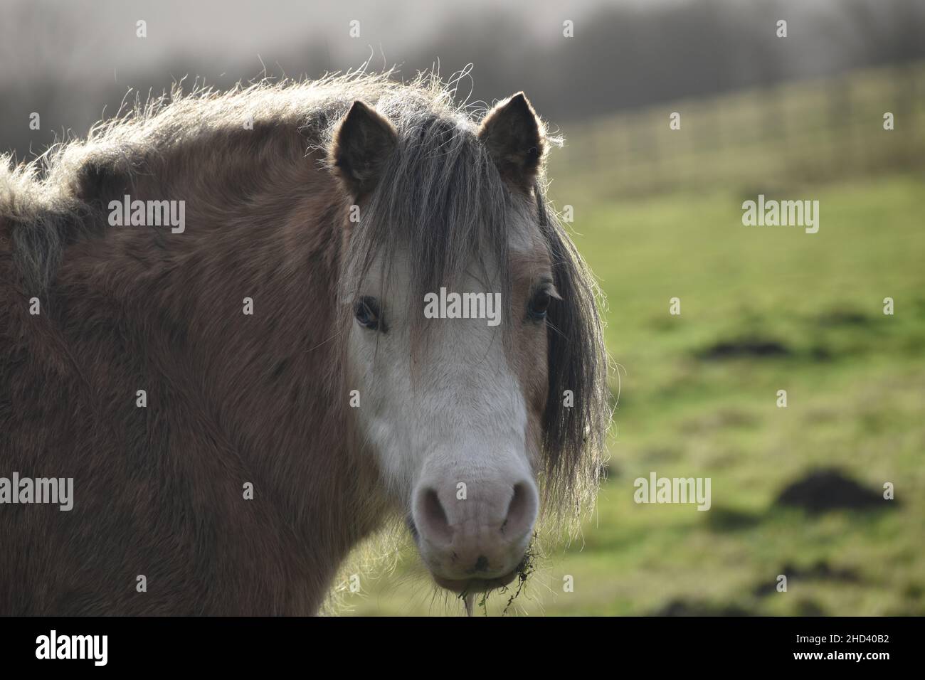 Grey horses head hi-res stock photography and images - Alamy