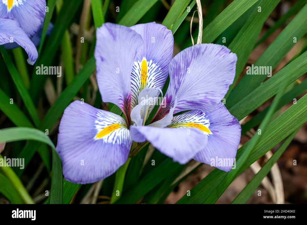 Iris unguicularis whose blue purple flowers appear in winter or early ...