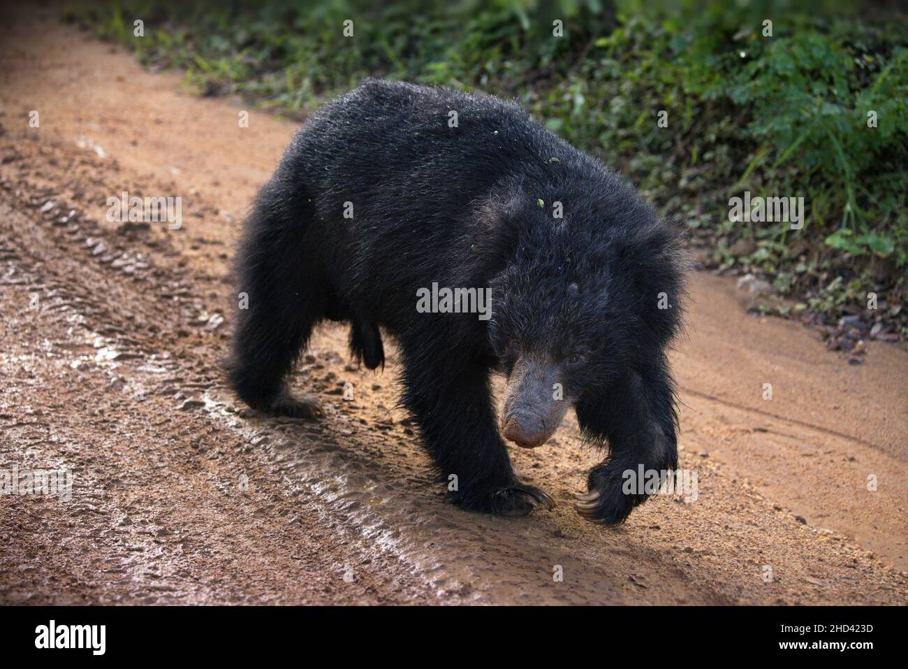 Closeup of a Sri Lankan sloth bear on a dirt road with tire tracks ...