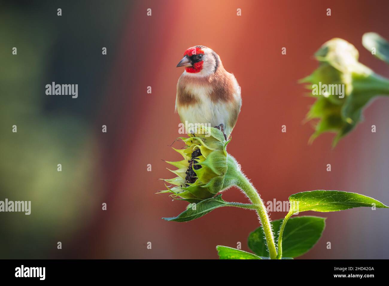 Fotos vom Stieglitz oder auch Distelfink genannt im Garten auf ...