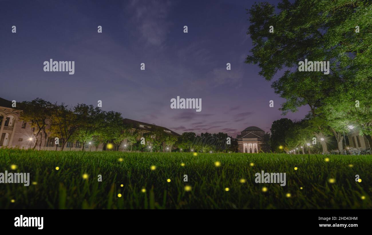 Scenic view of glowing fireflies in the park of Tsinghua University in ...