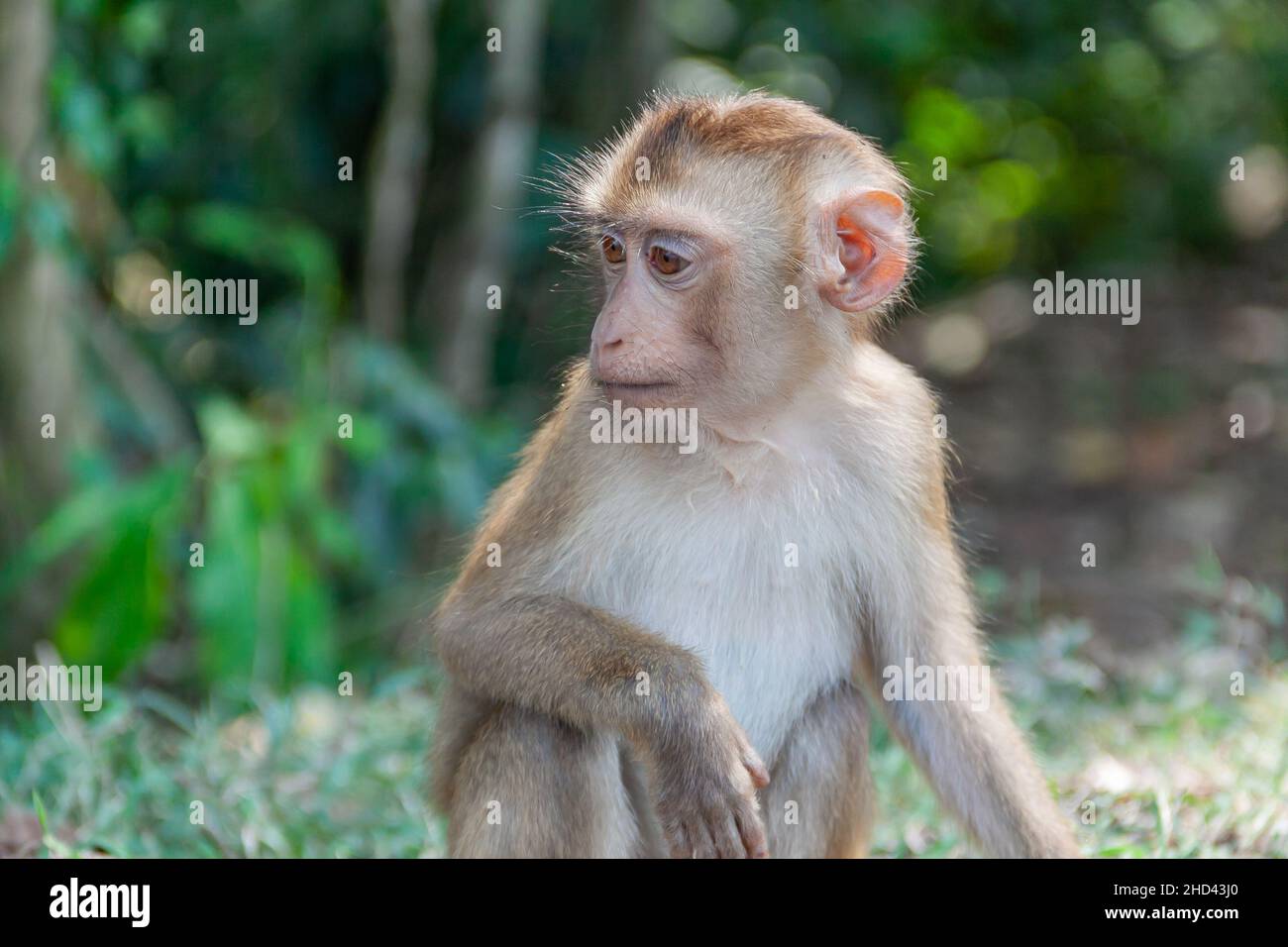 Wild Cute Monkeys with Facial Expressions at Khao Yai National Park in ...