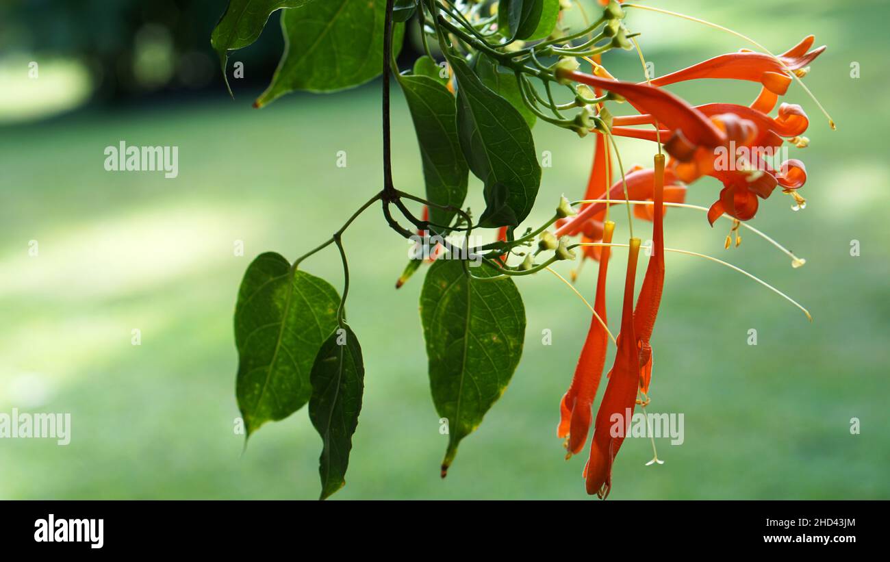 Close-up photos of orange trumpet vine flowers Stock Photo - Alamy