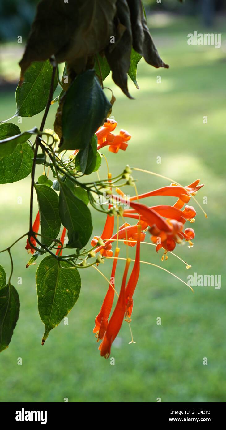 Close-up photos of orange trumpet vine flowers Stock Photo - Alamy