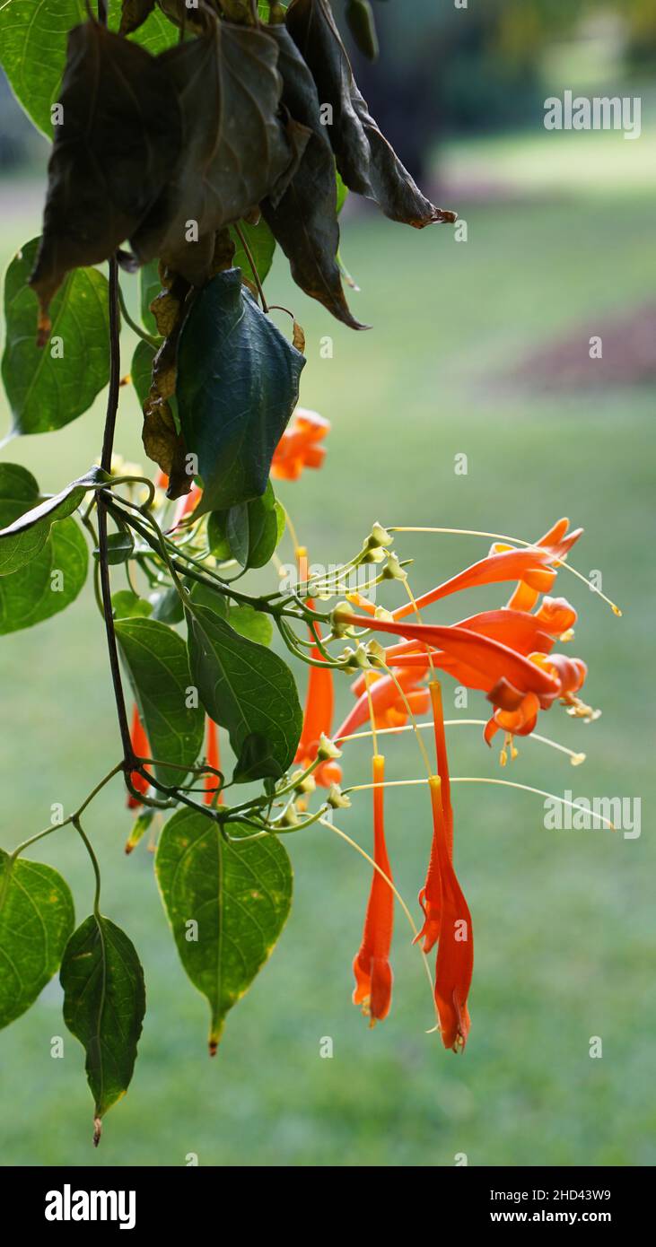 Close-up photos of orange trumpet vine flowers Stock Photo - Alamy