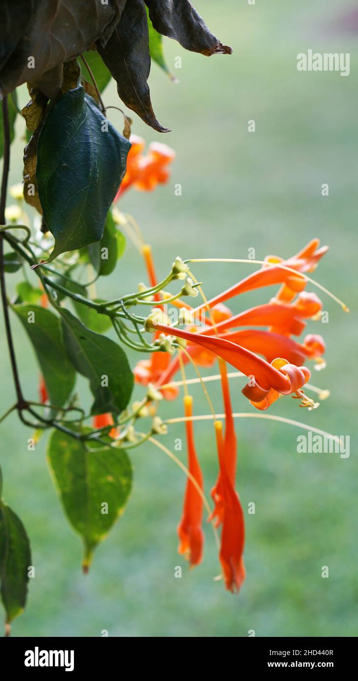 Close-up photos of orange trumpet vine flowers Stock Photo - Alamy