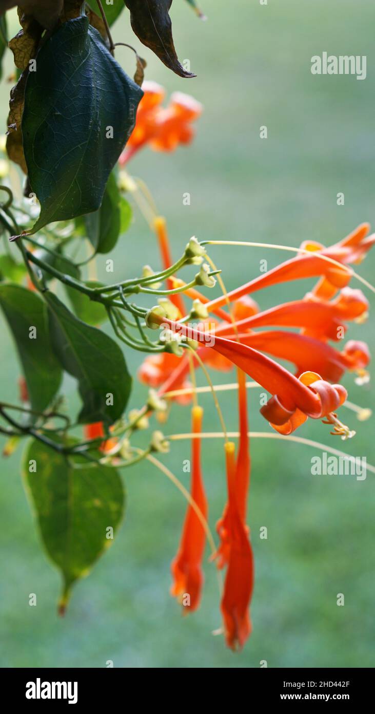 Close-up photos of orange trumpet vine flowers Stock Photo - Alamy