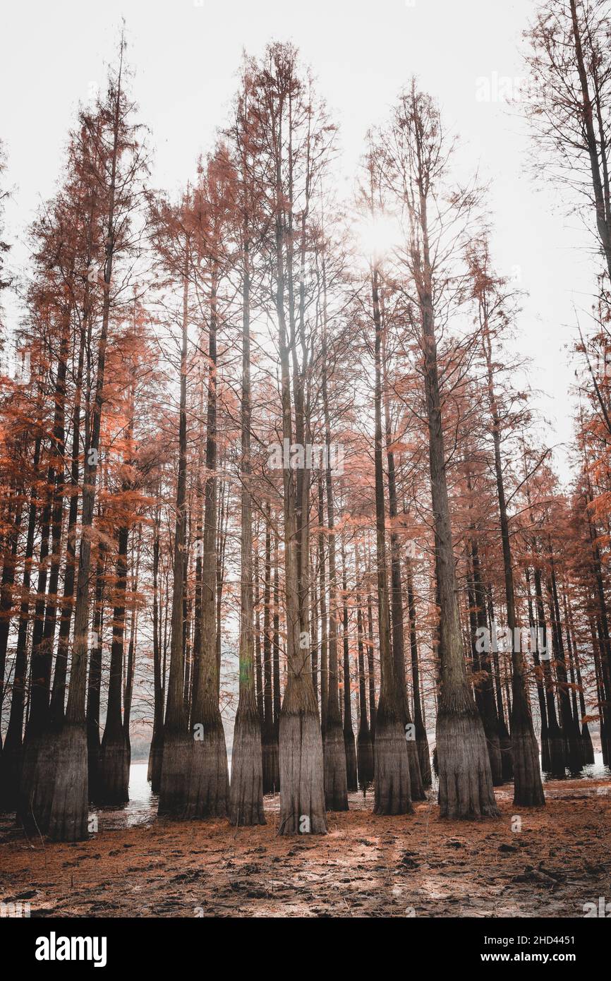 Cedar trees in autumn landscape hi-res stock photography and images - Alamy