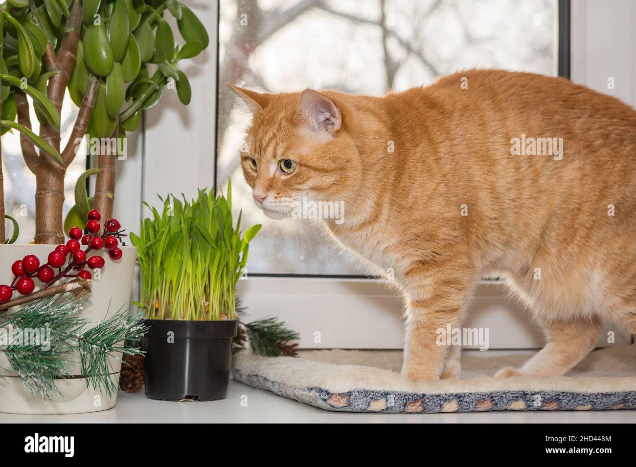 Red cat sits on the windowsill in winter and eats green grass Stock ...