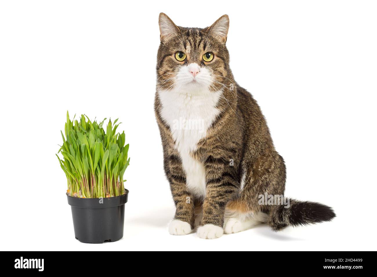 Big grey cat and cat grass in a pot, isolated on a white background ...
