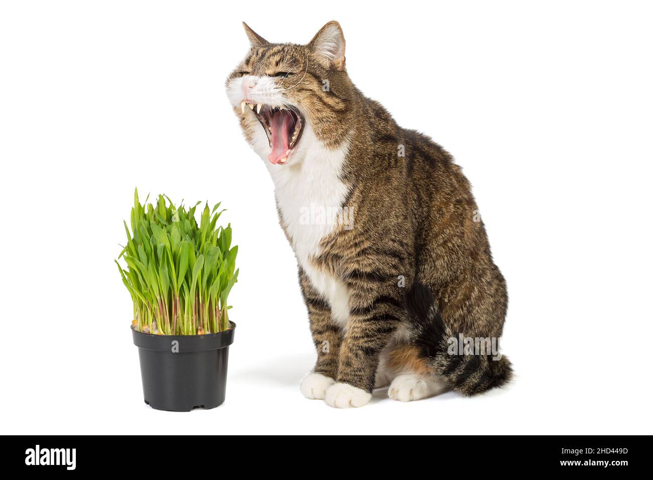 Big grey cat and cat grass in a pot, isolated on a white background ...
