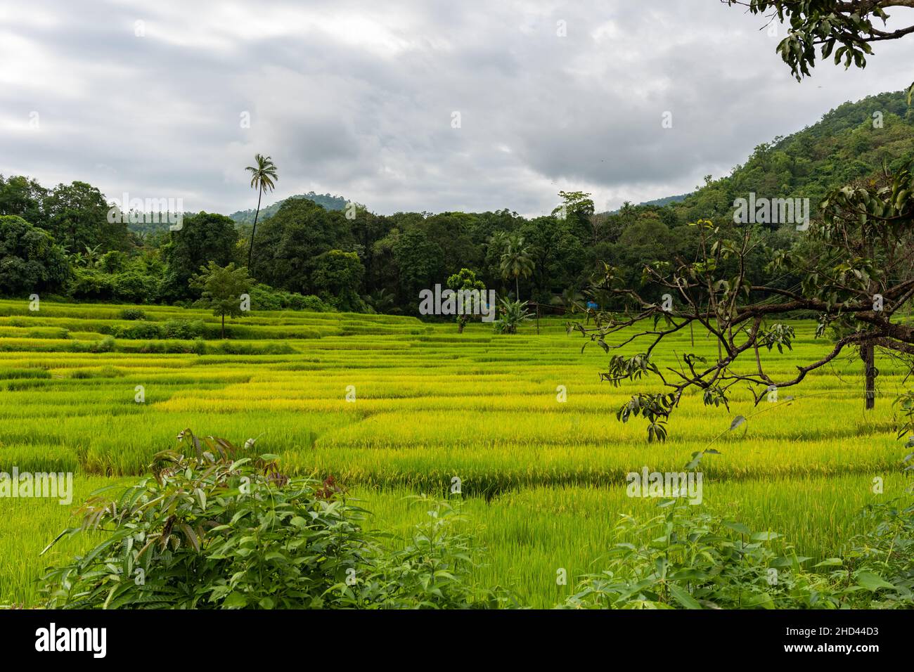 Beautiful post-monsoon view of bright green paddy fields in Canacona ...