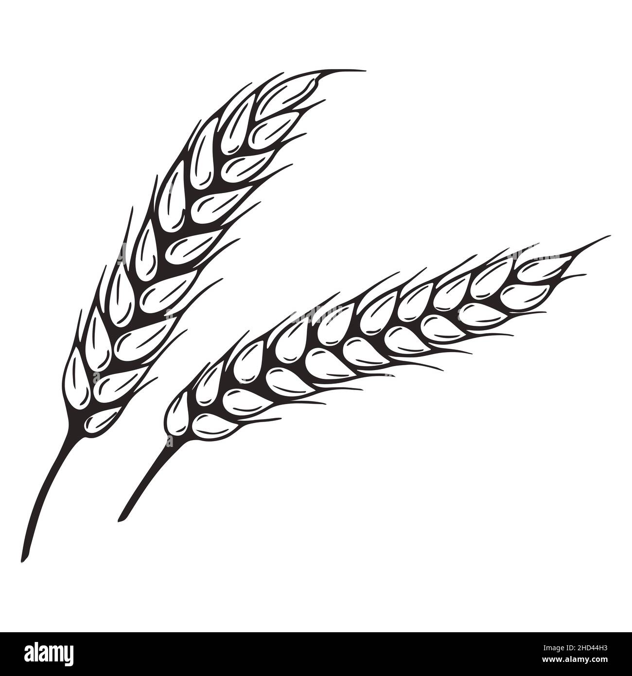 Sketch spikelet isolated vector illustration Stock Vector Image & Art ...