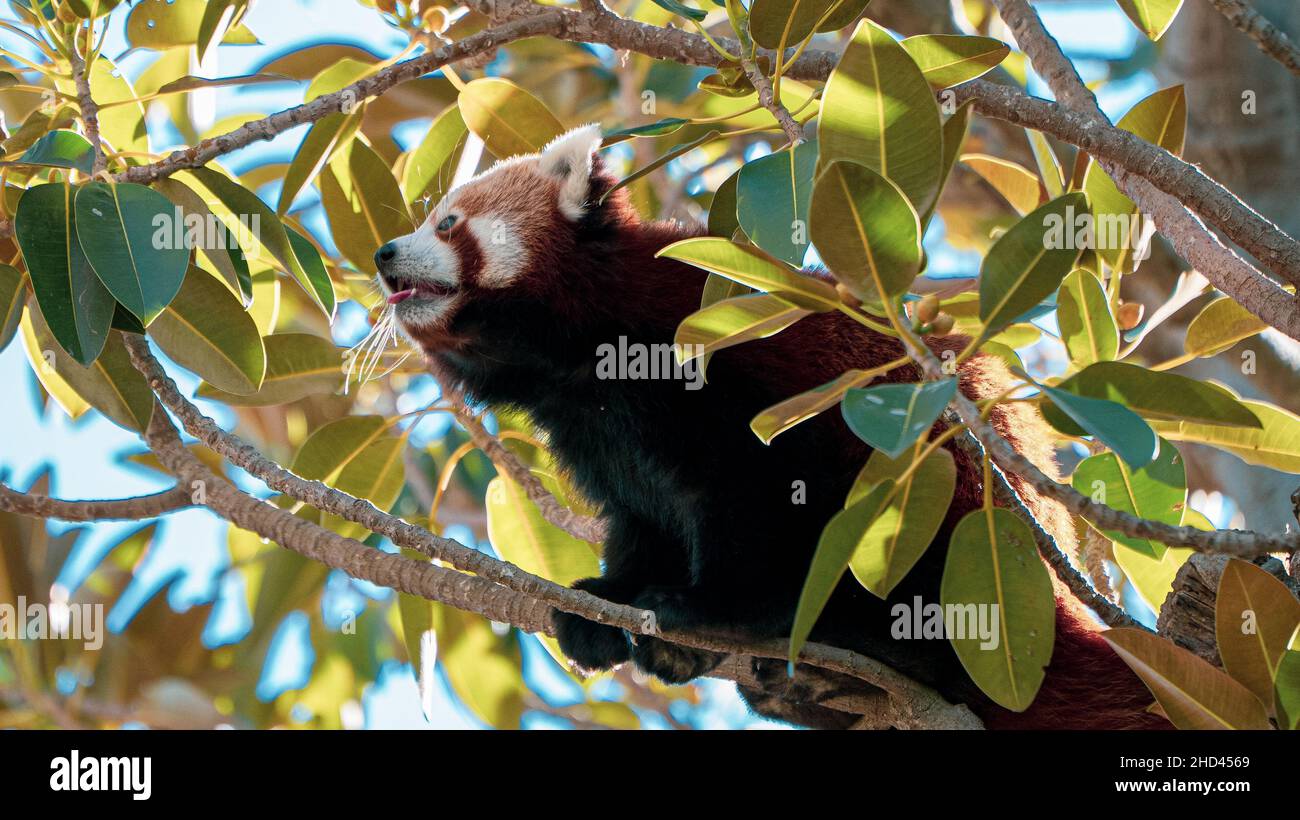 Low angle shot of a red panda on branches in a zoo under the sunlight ...