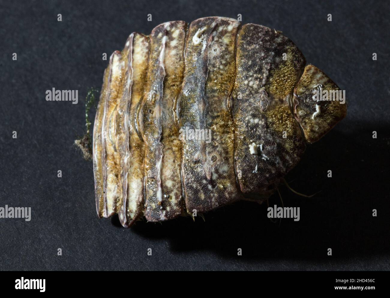 The Sea Slater is one of the larger marine louse family. Mainly ...