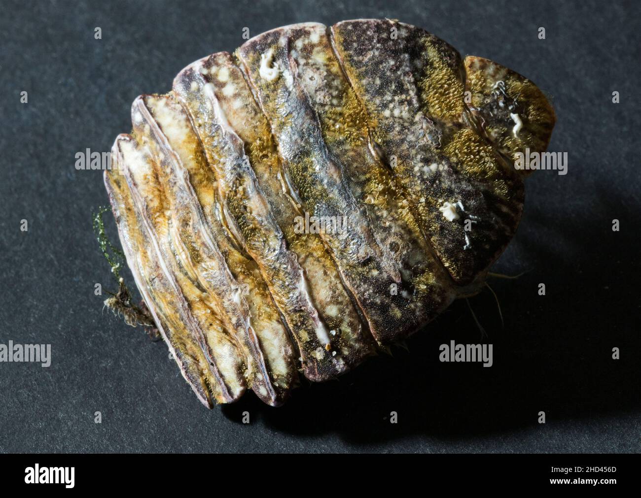 The Sea Slater is one of the larger marine louse family. Mainly ...