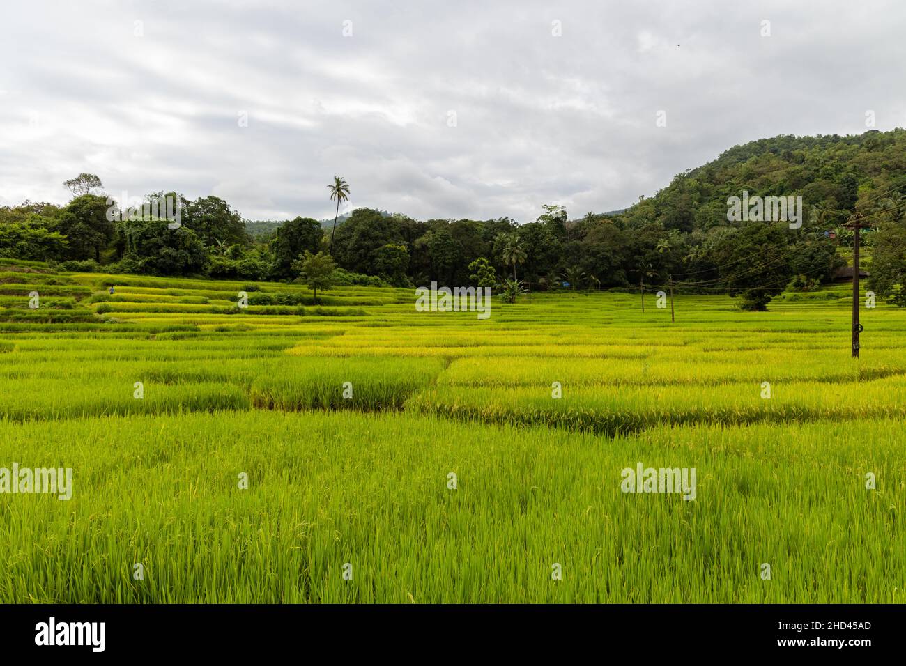 Paddy fields goa india hi-res stock photography and images - Alamy