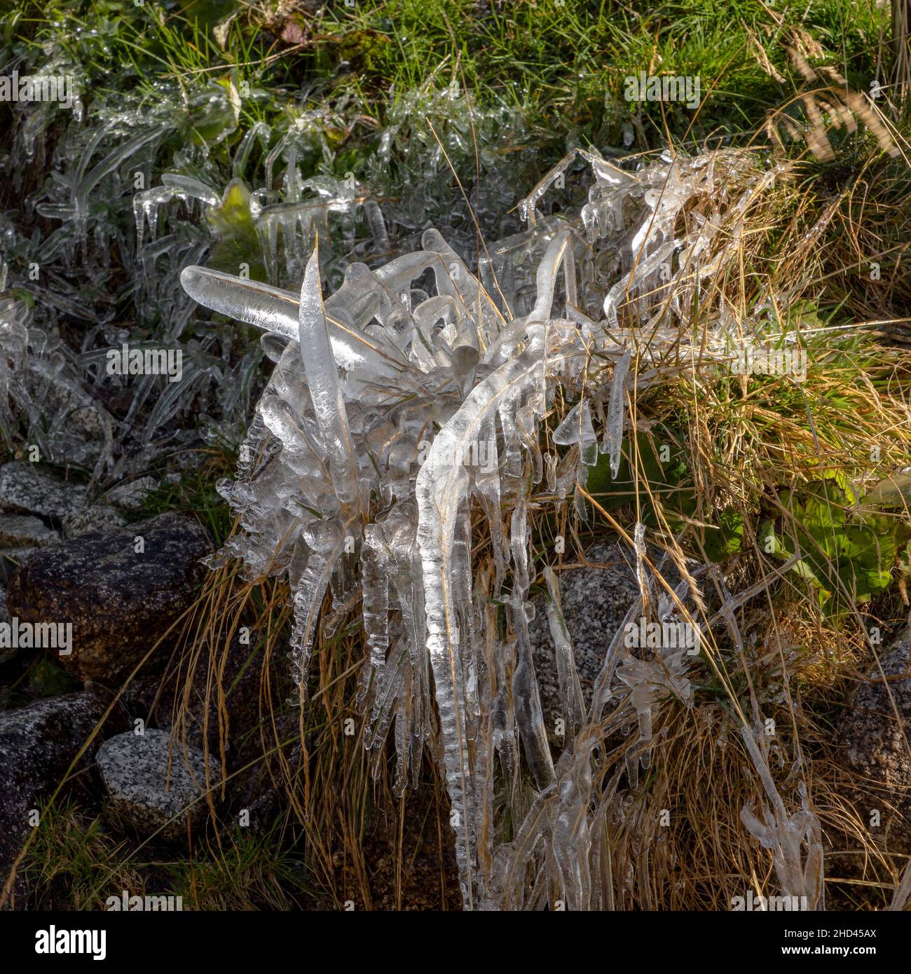 Icy Grass High Resolution Stock Photography and Images - Alamy