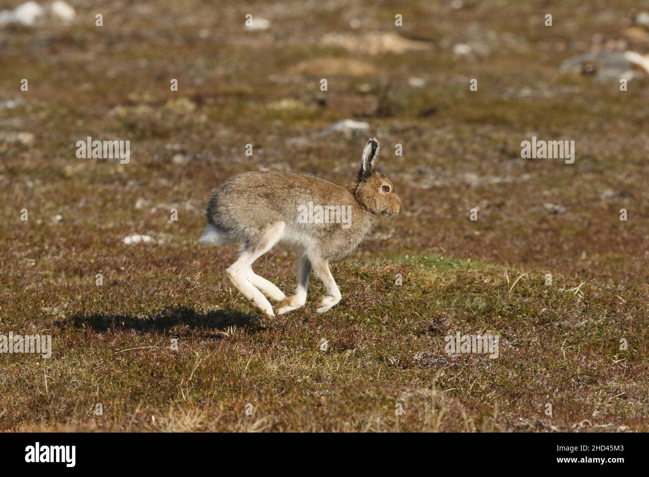 Mountain hare have recently been protected from hunting and shooting in ...