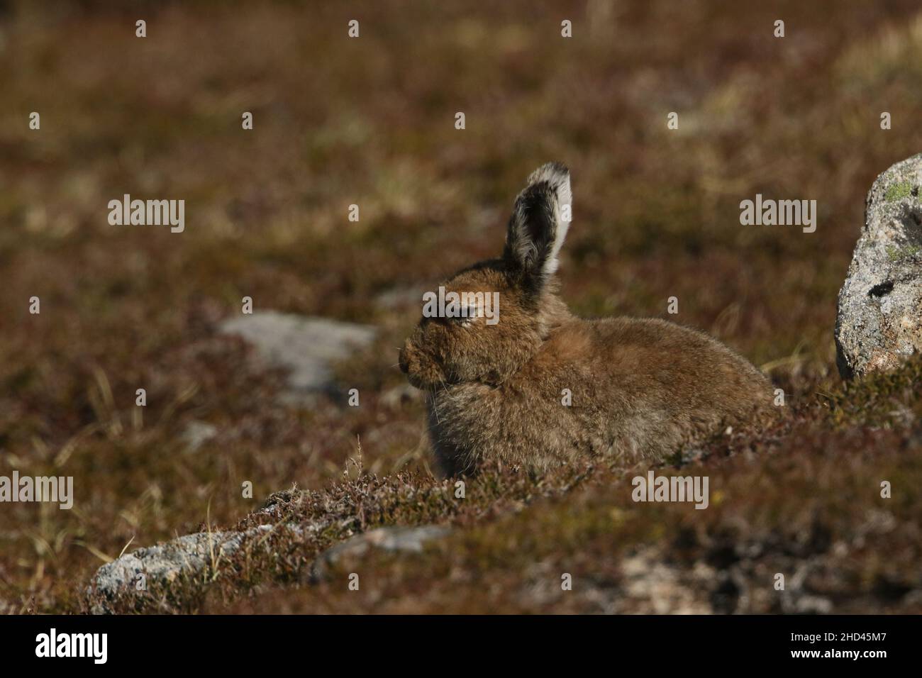 Mountain hare have recently been protected from hunting and shooting in ...
