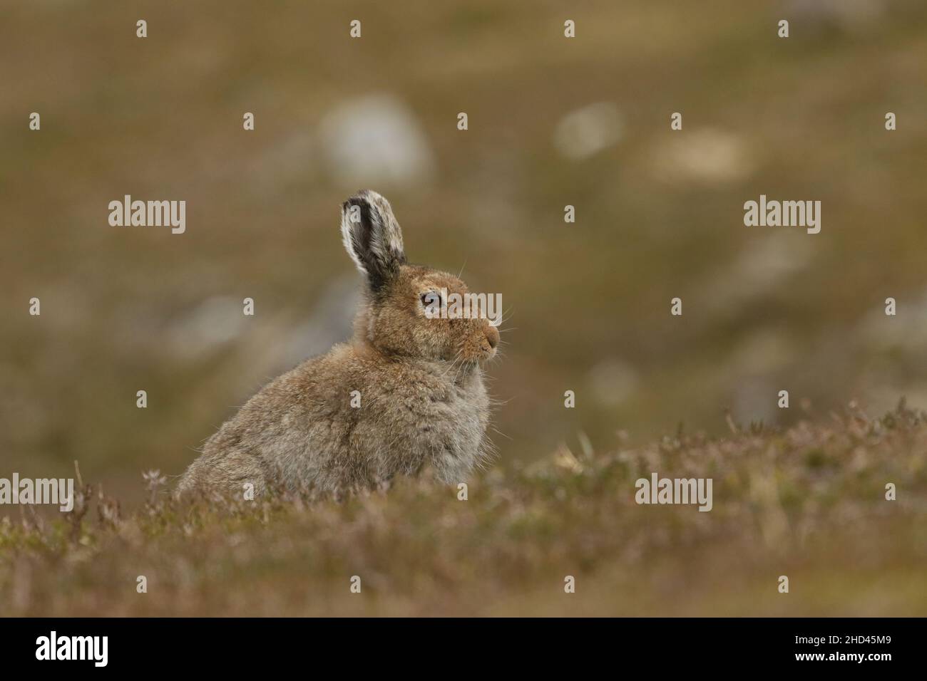 Mountain hare have recently been protected from hunting and shooting in ...
