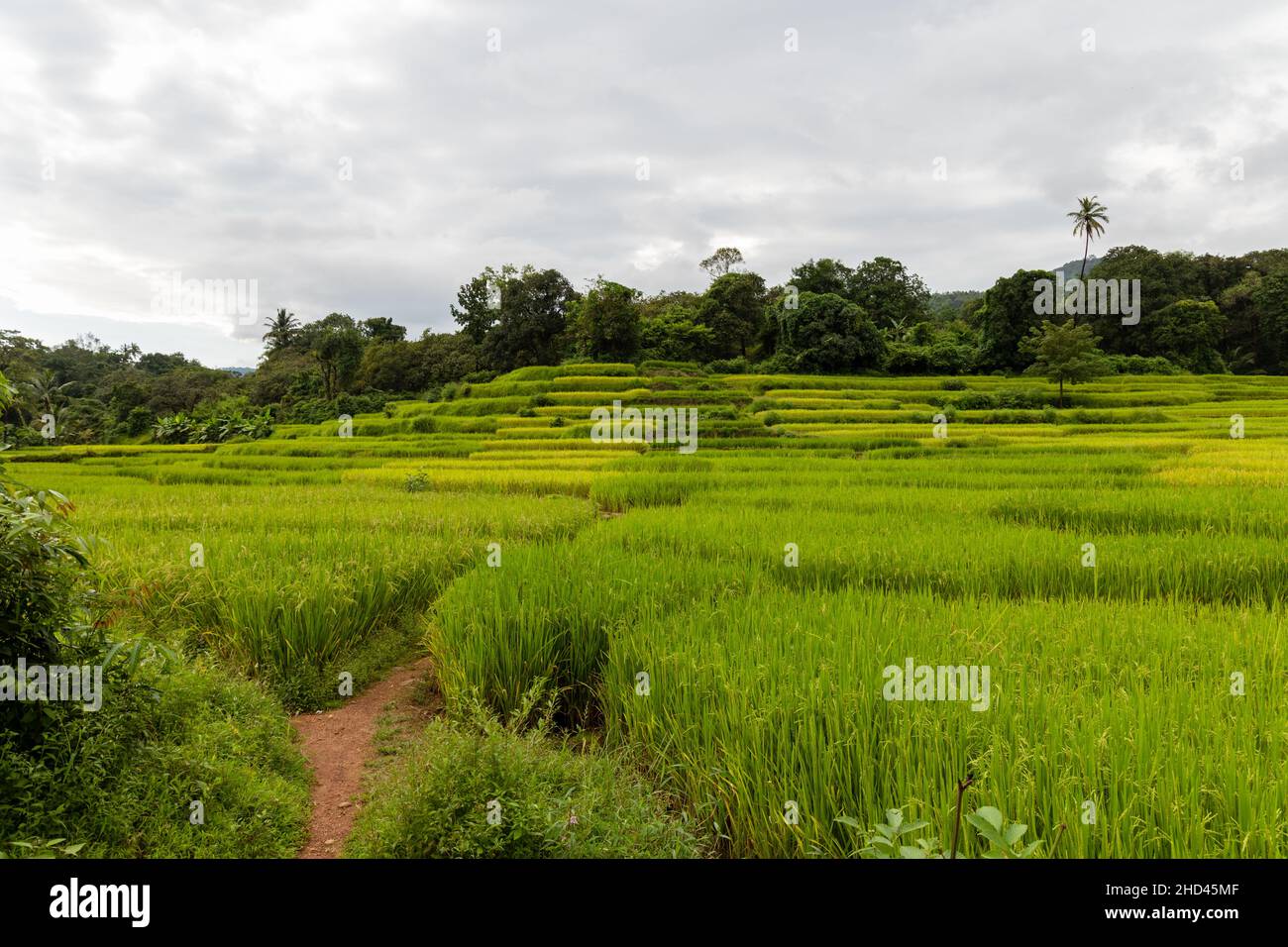 Beautiful post-monsoon view of bright green paddy fields in Canacona ...