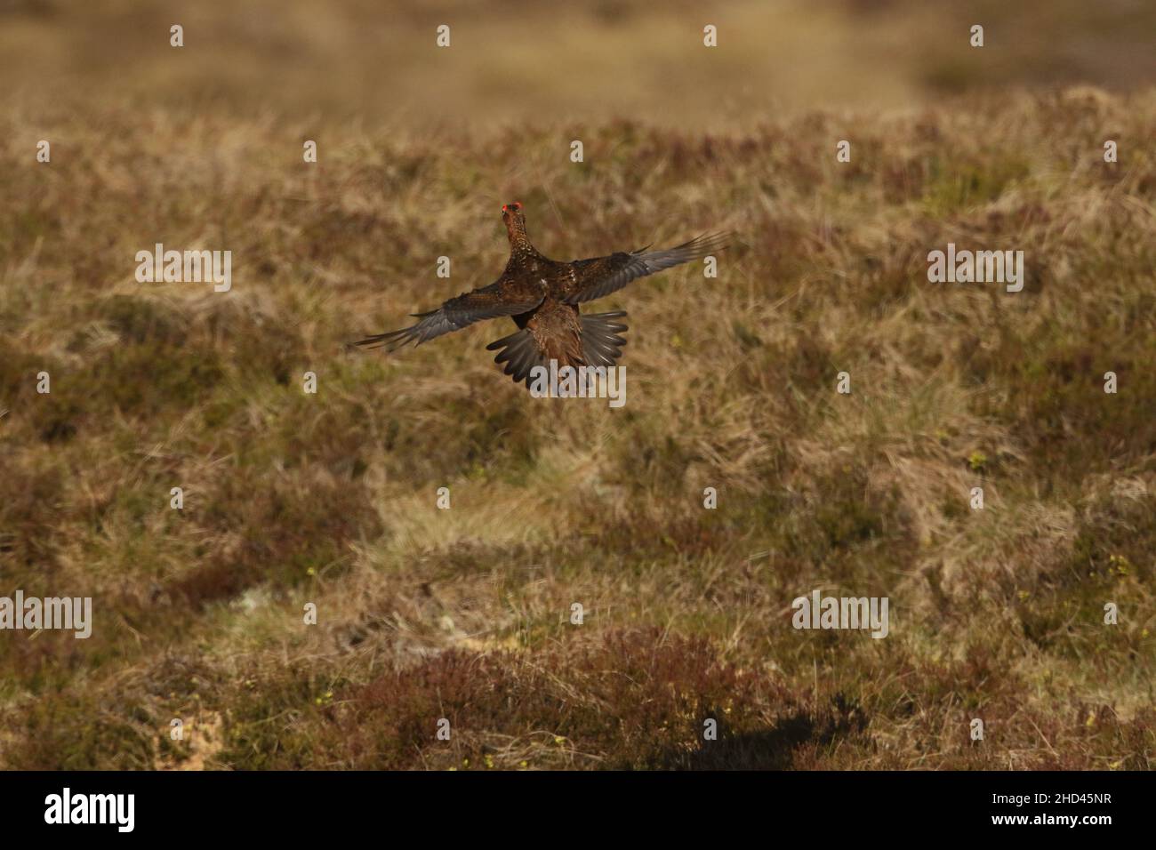 Predators include many raptor species hi-res stock photography and ...