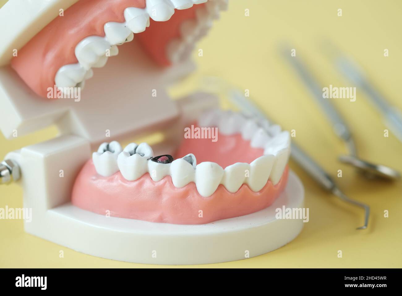 plastic dental teeth model on white background Stock Photo - Alamy