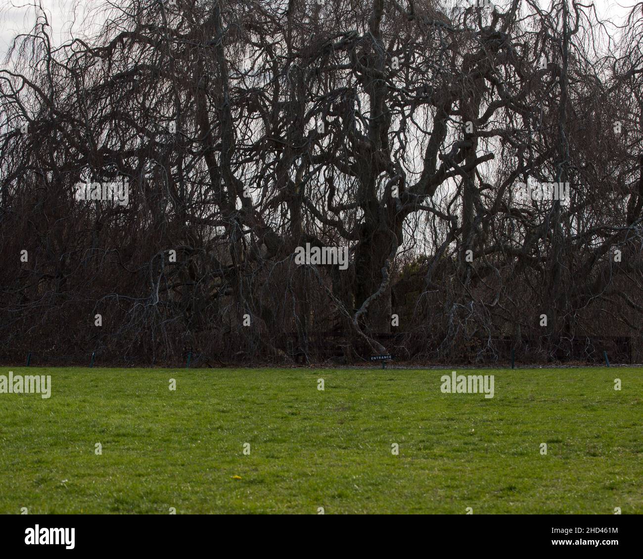Creepy tree hi-res stock photography and images - Alamy