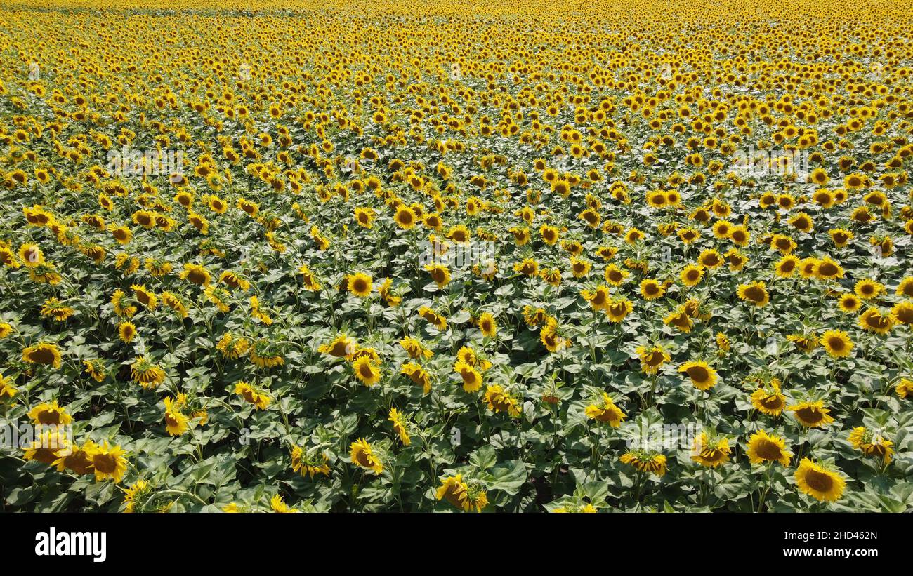 Sunflower field, top view. Sunflower plants bloom in a farmer's field ...