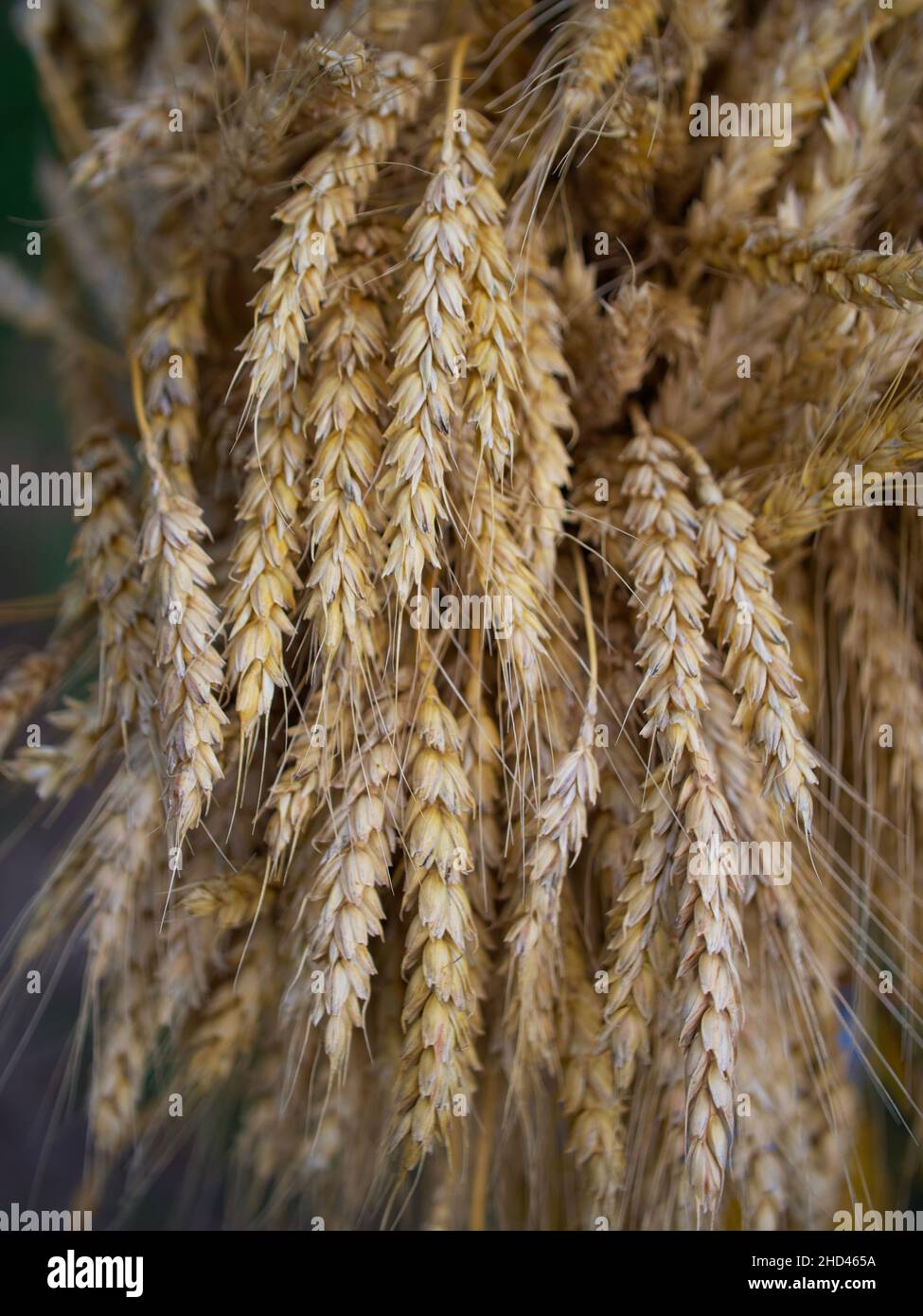 Close up spikelets wheat grain hi-res stock photography and images - Alamy
