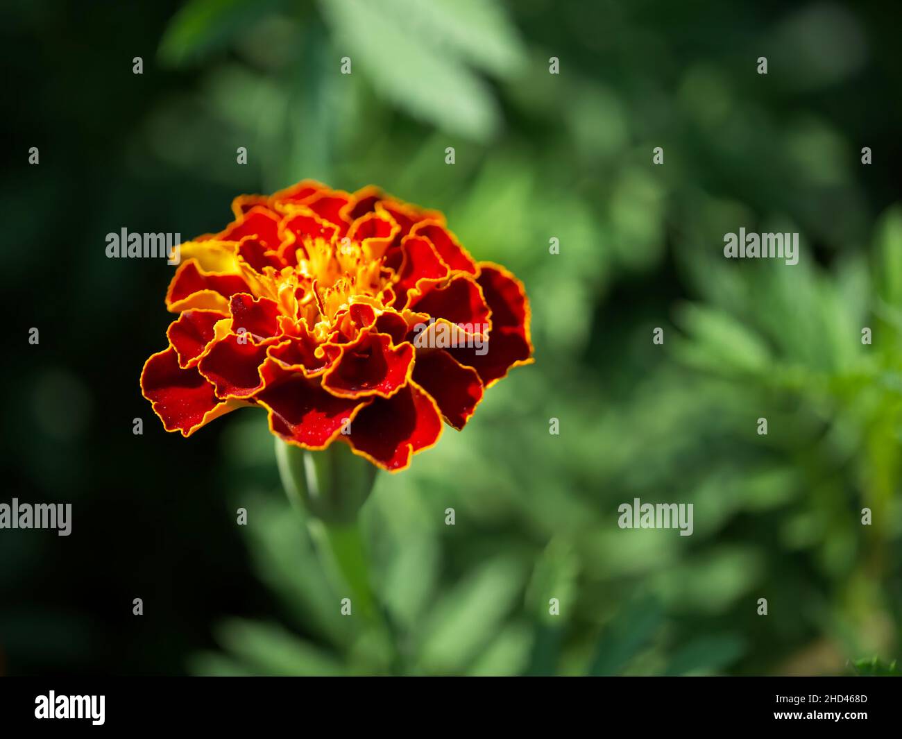 One marigold flower photographed up close. A bright orange flower Stock ...