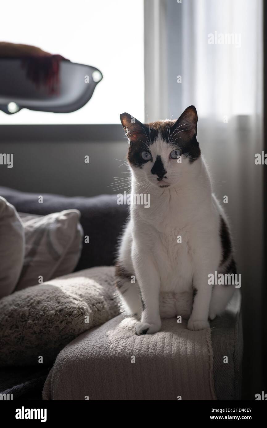 vertical composition. Black and white cat with blue eyes sitting on a ...
