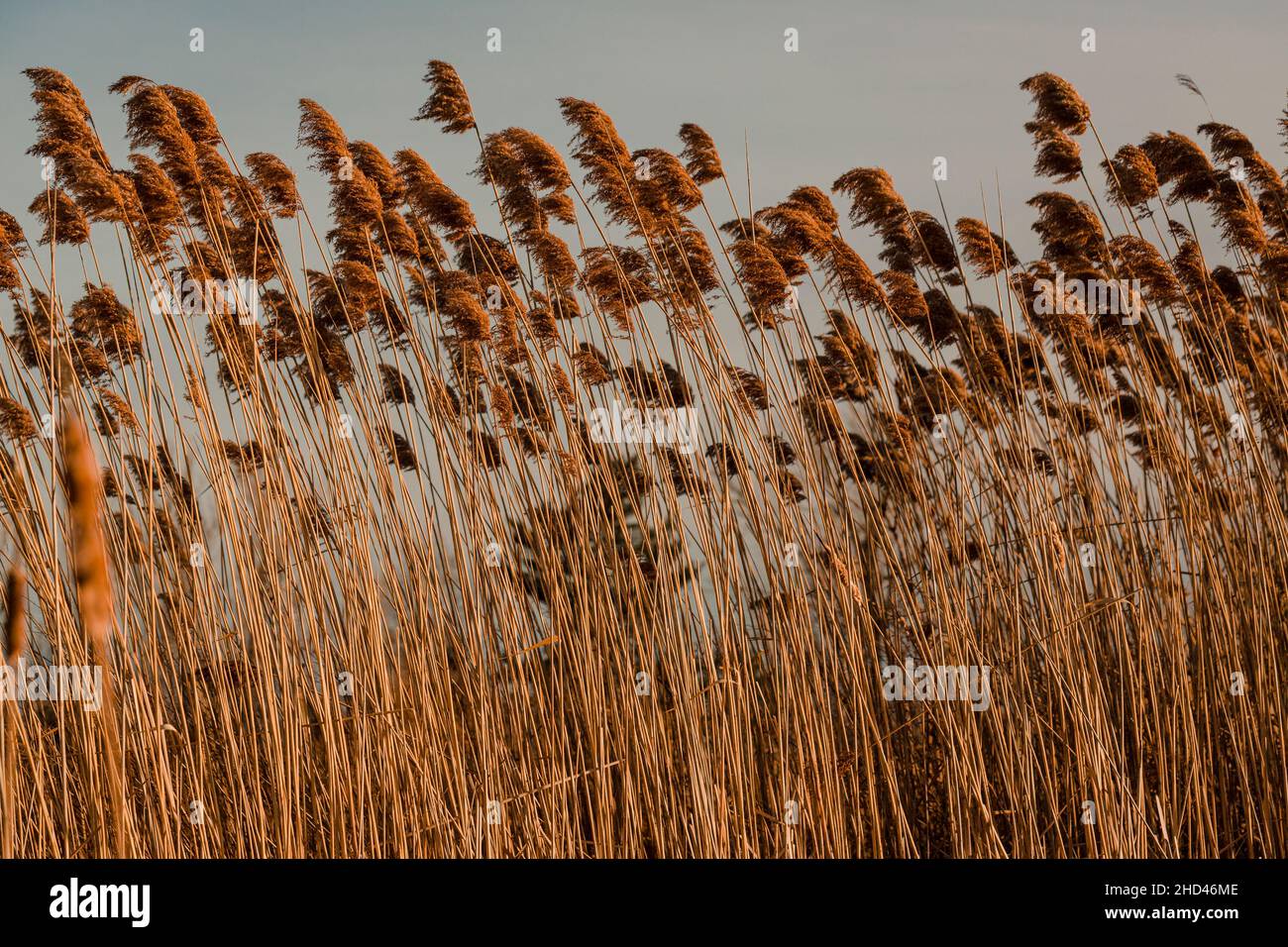 Natural view of dried reed grasses in a fiel Stock Photo - Alamy