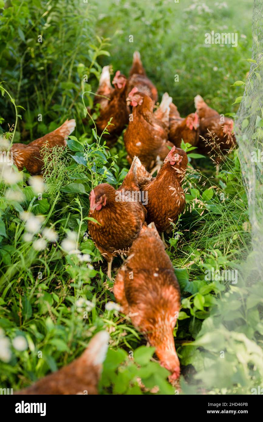 Flock of free-range chickens foraging grasses on a farm Stock Photo - Alamy