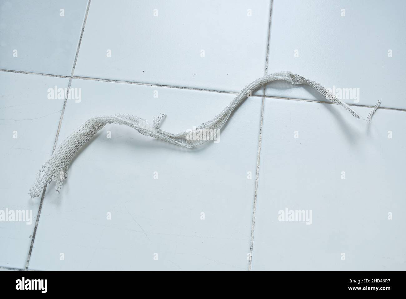 snake slough skin on tile floor in house Stock Photo - Alamy