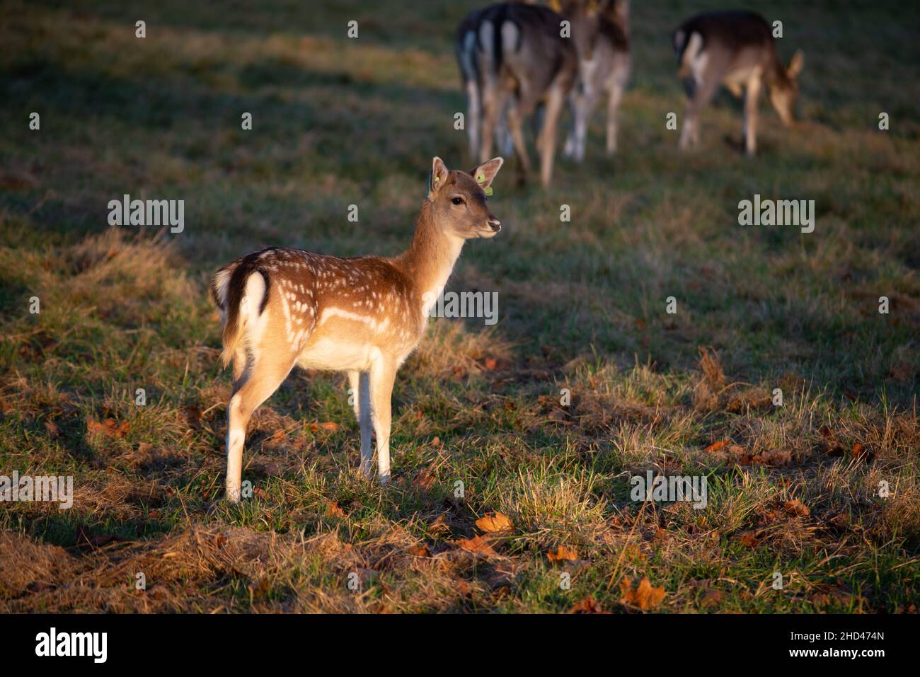 Herd deer graze in meadow hi-res stock photography and images - Alamy