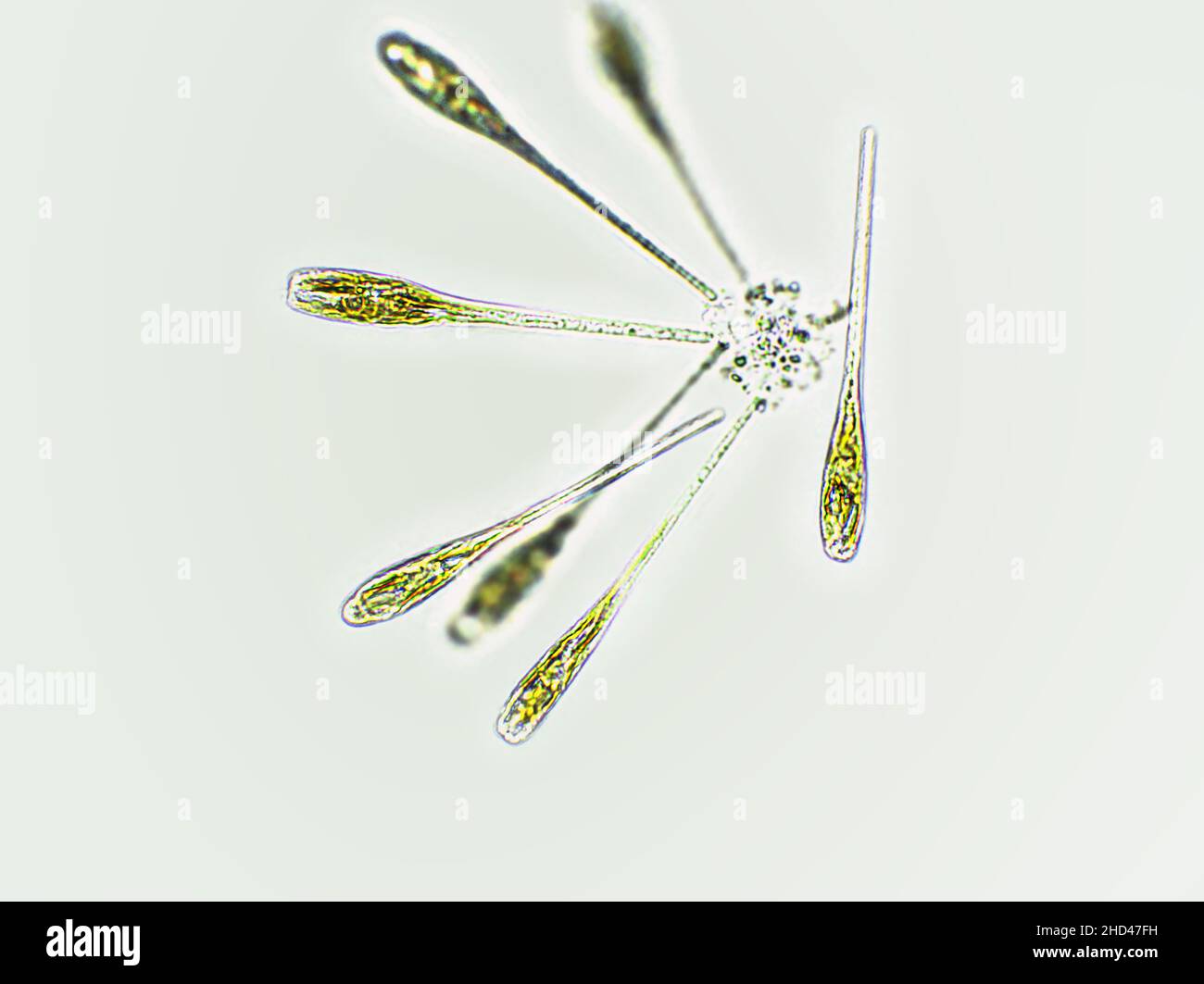 Algae under microscopic view, cyanobacteria, green algae, blue-green ...