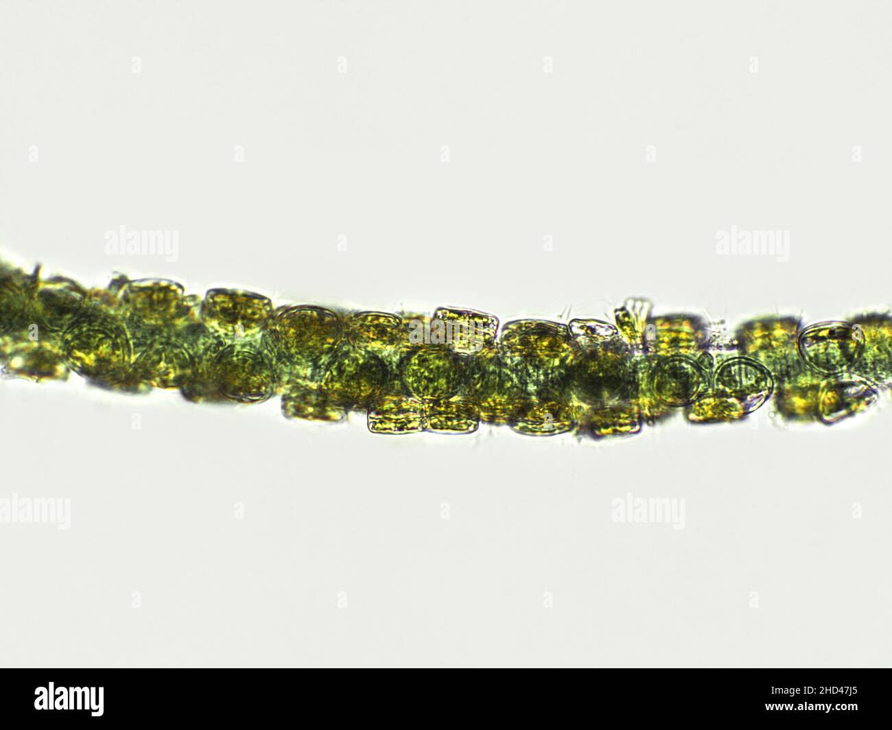 Blue-green filamentous algae under microscopic view, cyanobacteria ...