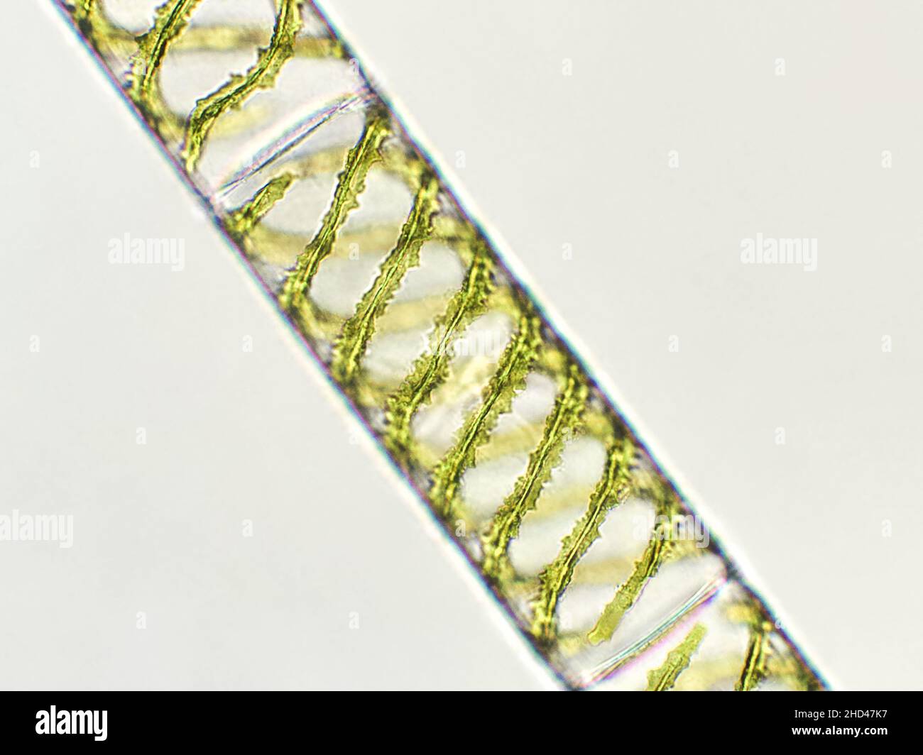 Spirogyra algae under microscopic view x40, Chlorophyta, green algae ...