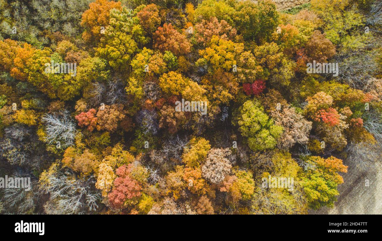 Aerial top view of colorful trees in a forest during fall season Stock ...