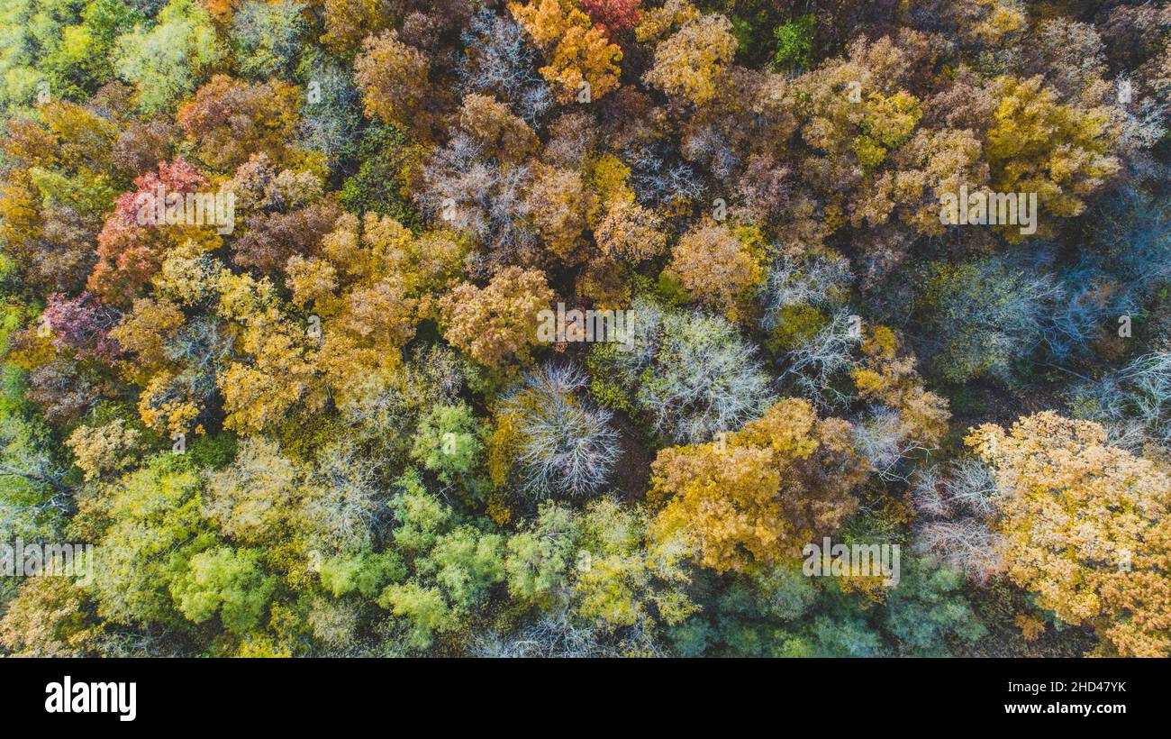 Aerial top view of colorful trees in a forest during fall season Stock ...