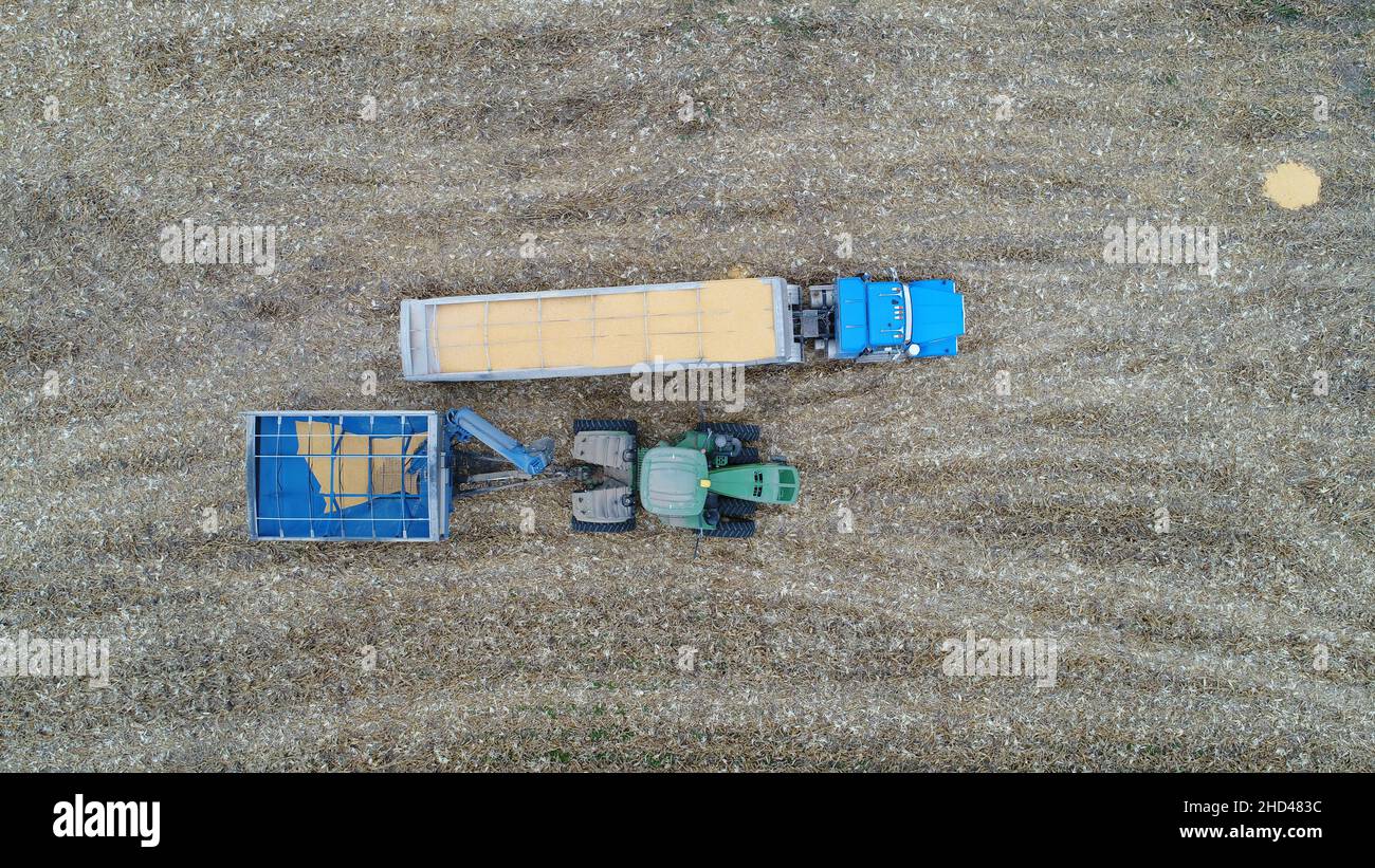 Top view of corn shelling harvest trucks in a field of a farm during ...