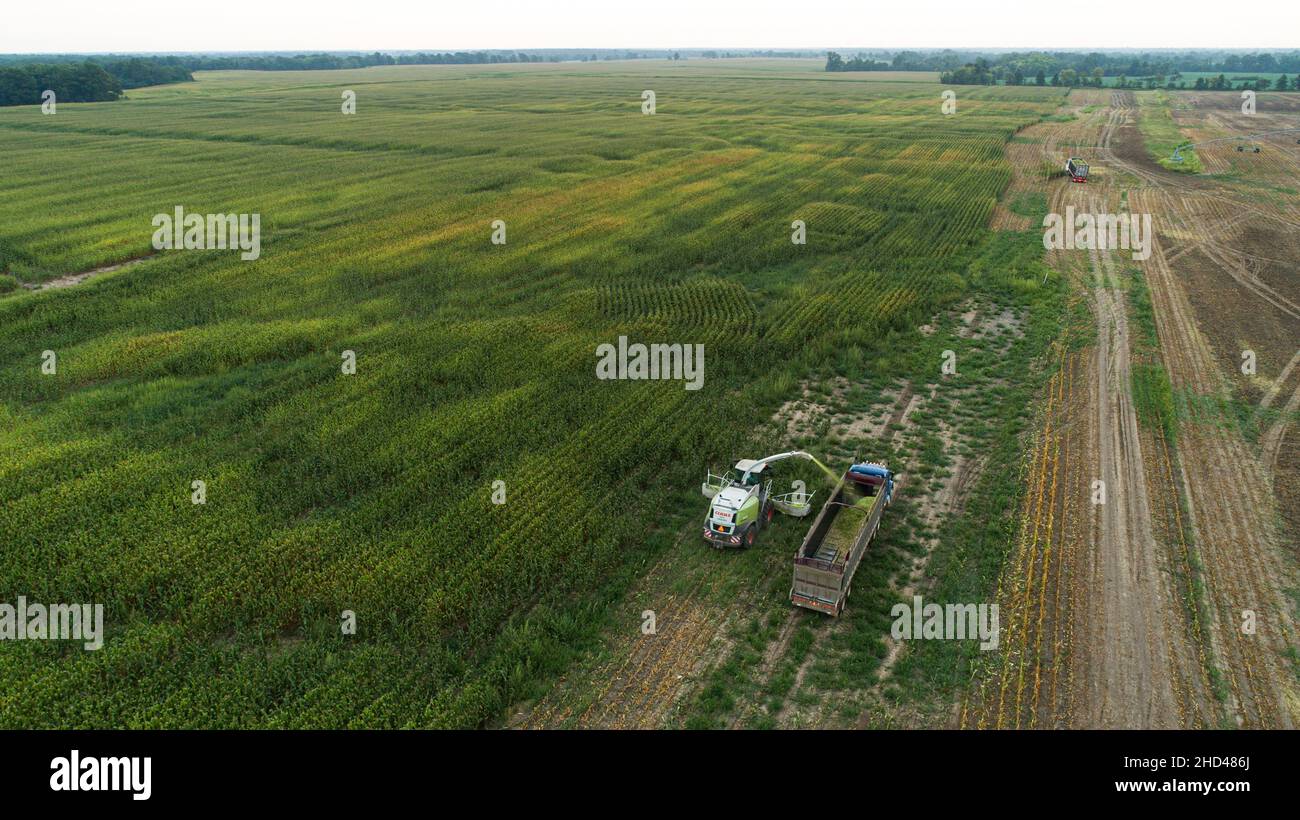 Corn silage harvest in a field of a farm during the day on a clear ...