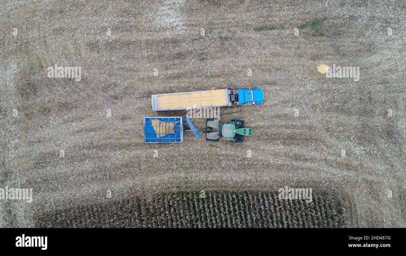 Aerial top view shot of corn shelling harvest trucks in a field of a ...