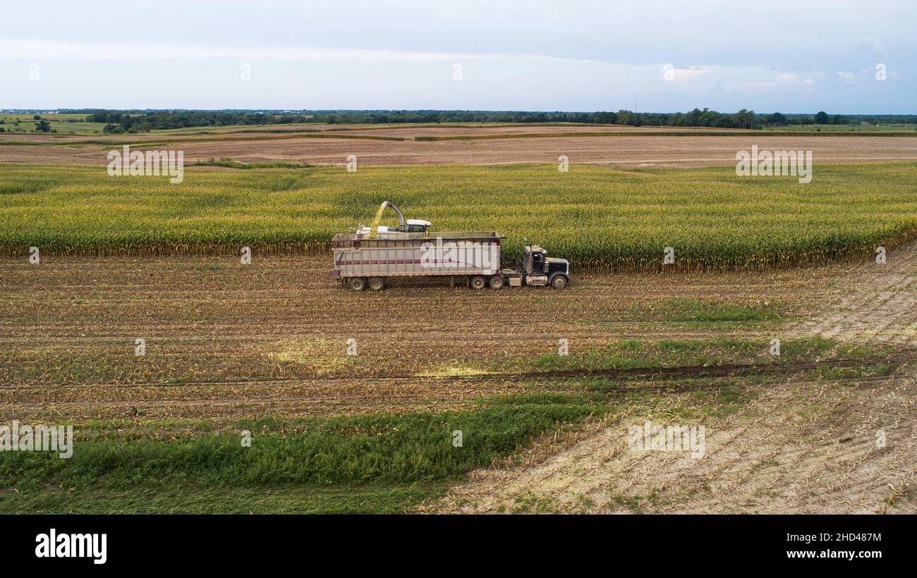Corn silage harvest in a field of a farm during the day on a clear ...